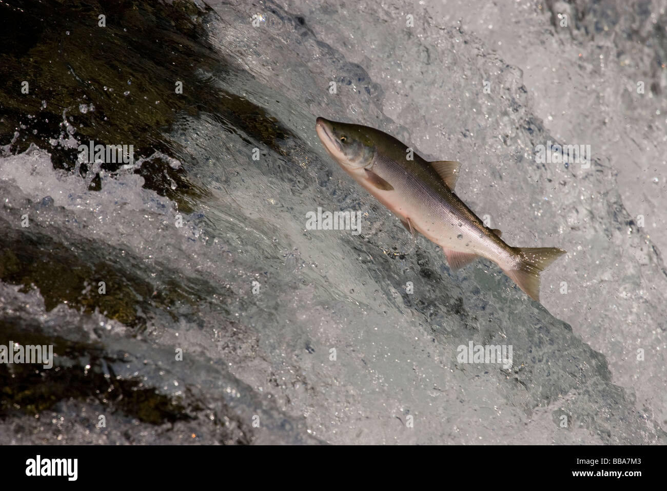 Sockeye Salmon jumping up waterfall to spawn Oncorhynchus nerka Katmai ...