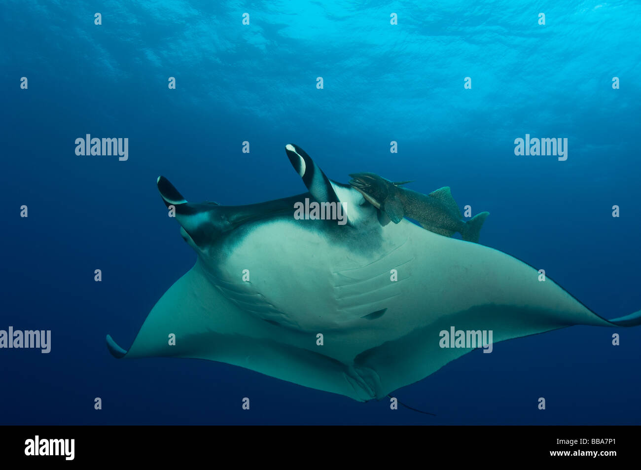 Shark underwater diving hi-res stock photography and images - Alamy