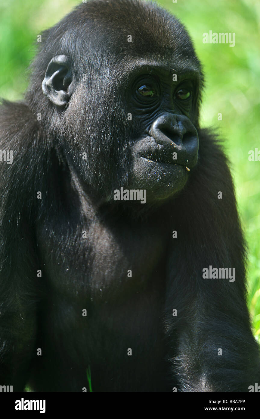 close up of a cute baby gorilla Stock Photo - Alamy