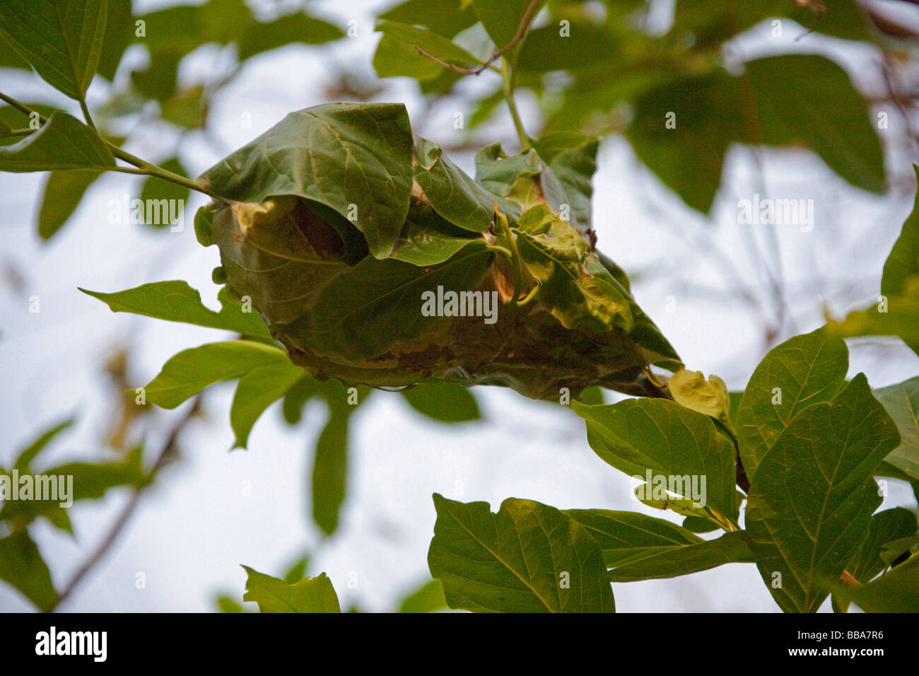 Red ants nest made of leaves in jungle canopee, Royal Chitwan Nature ...