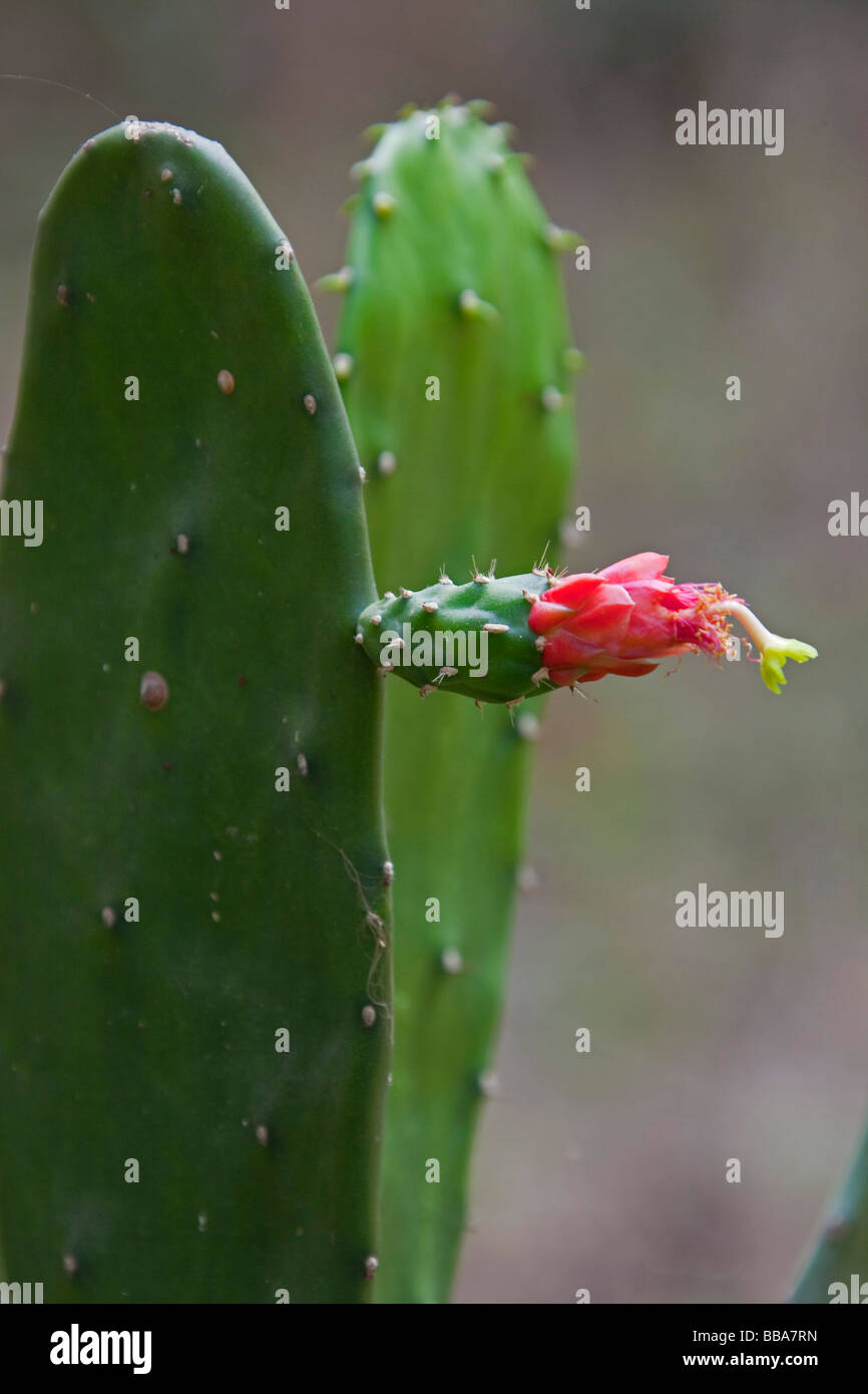 Nepal plant hi-res stock photography and images - Alamy