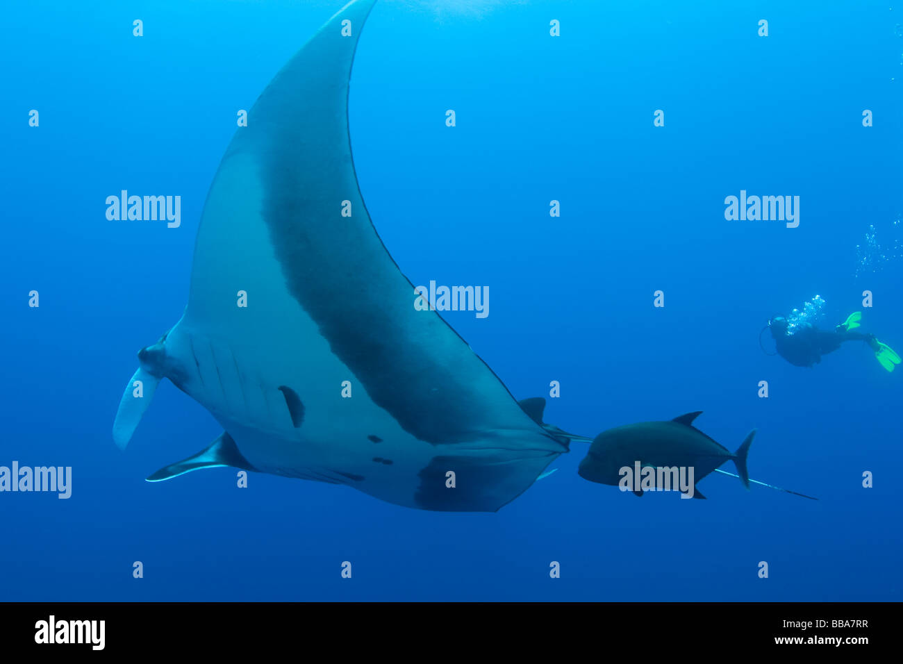 Pacific giant manta hi-res stock photography and images - Alamy