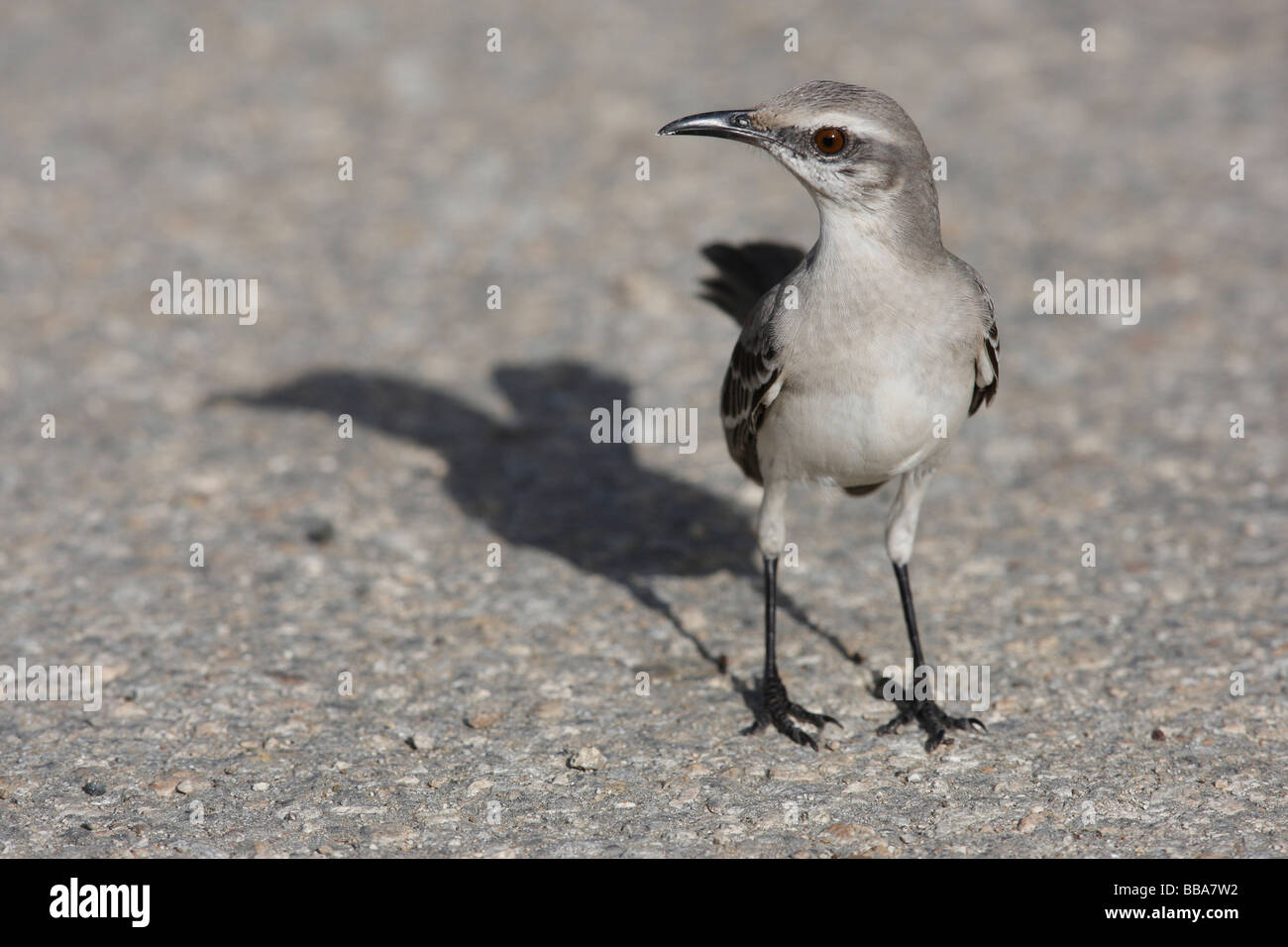 Mockingbird feathers hi-res stock photography and images - Alamy