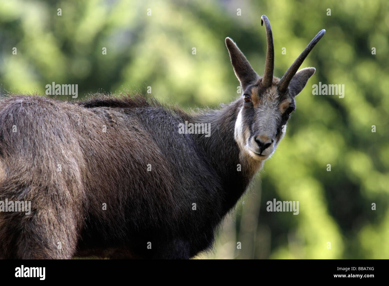 Female Isard Pyrenean Chamois Rupicapra rupicapra pyrenaica Stock Photo ...