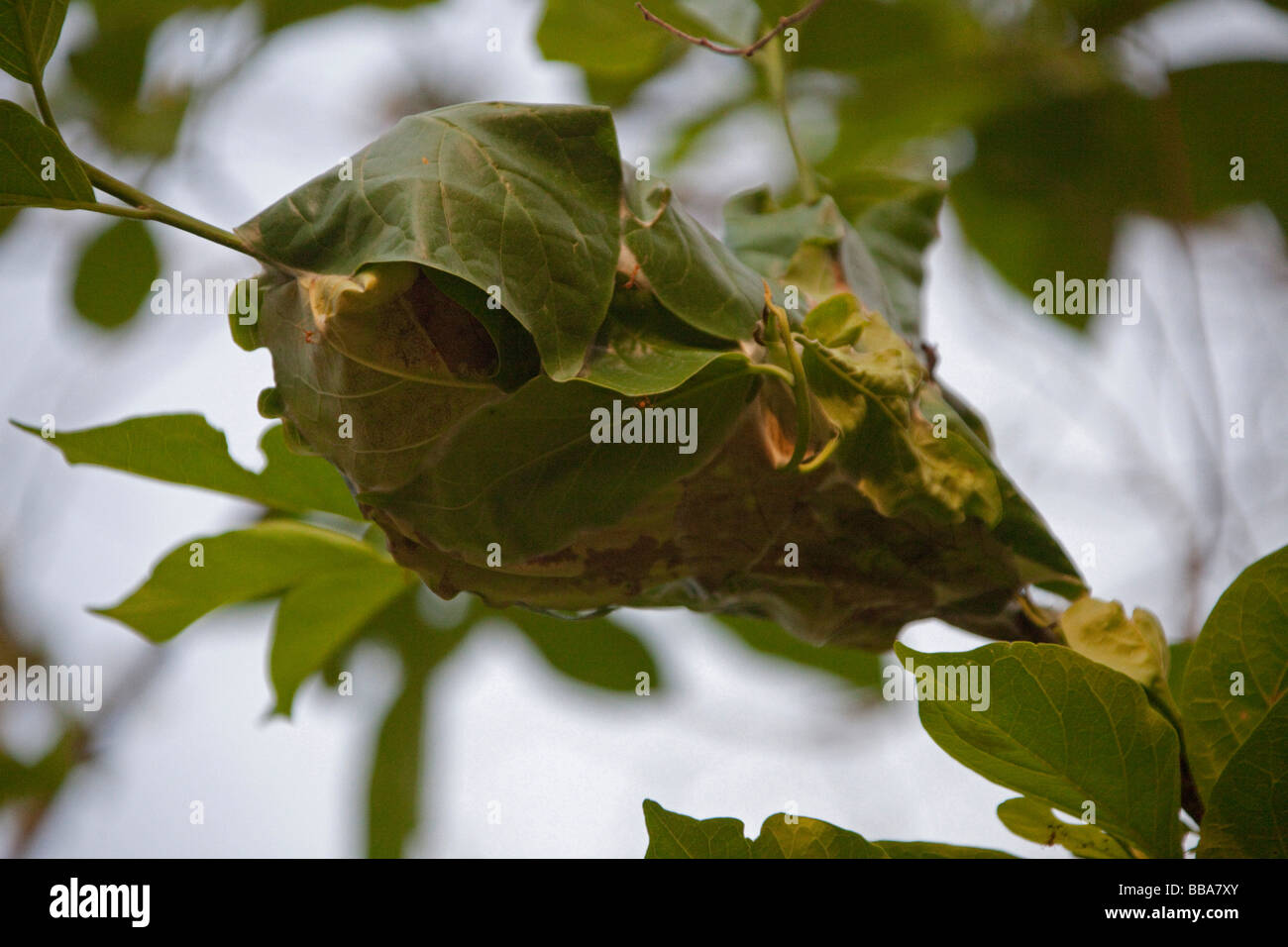 Nest made of leaves hi-res stock photography and images - Alamy