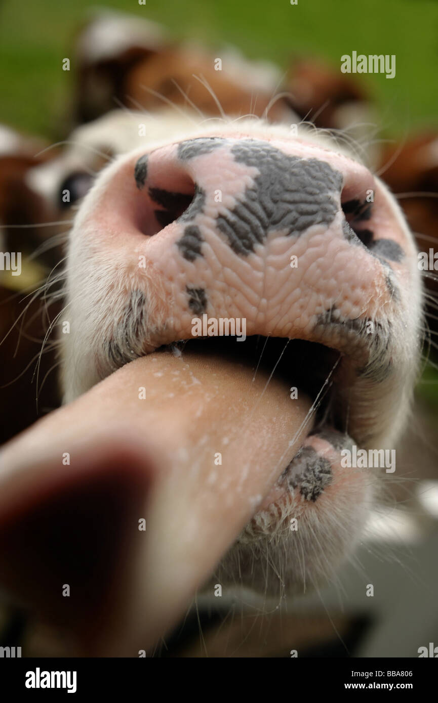 Funny cow hi-res stock photography and images - Alamy