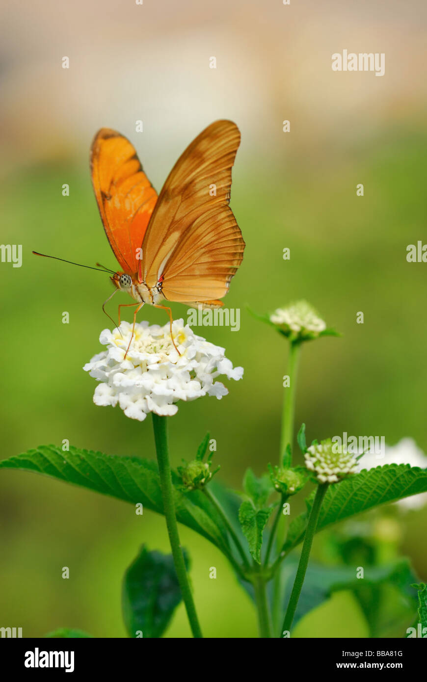 Julia Butterfly or Julia Heliconian on a flower Dryas julia Stock Photo ...