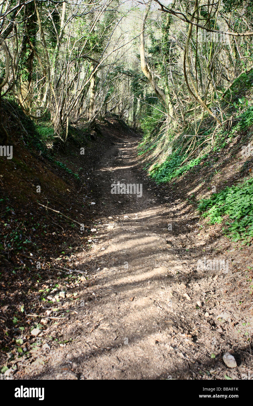 English forest hi-res stock photography and images - Alamy