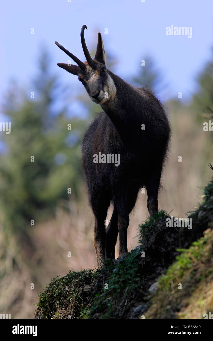 Female Isard Pyrenean Chamois Rupicapra rupicapra pyrenaica Stock Photo ...