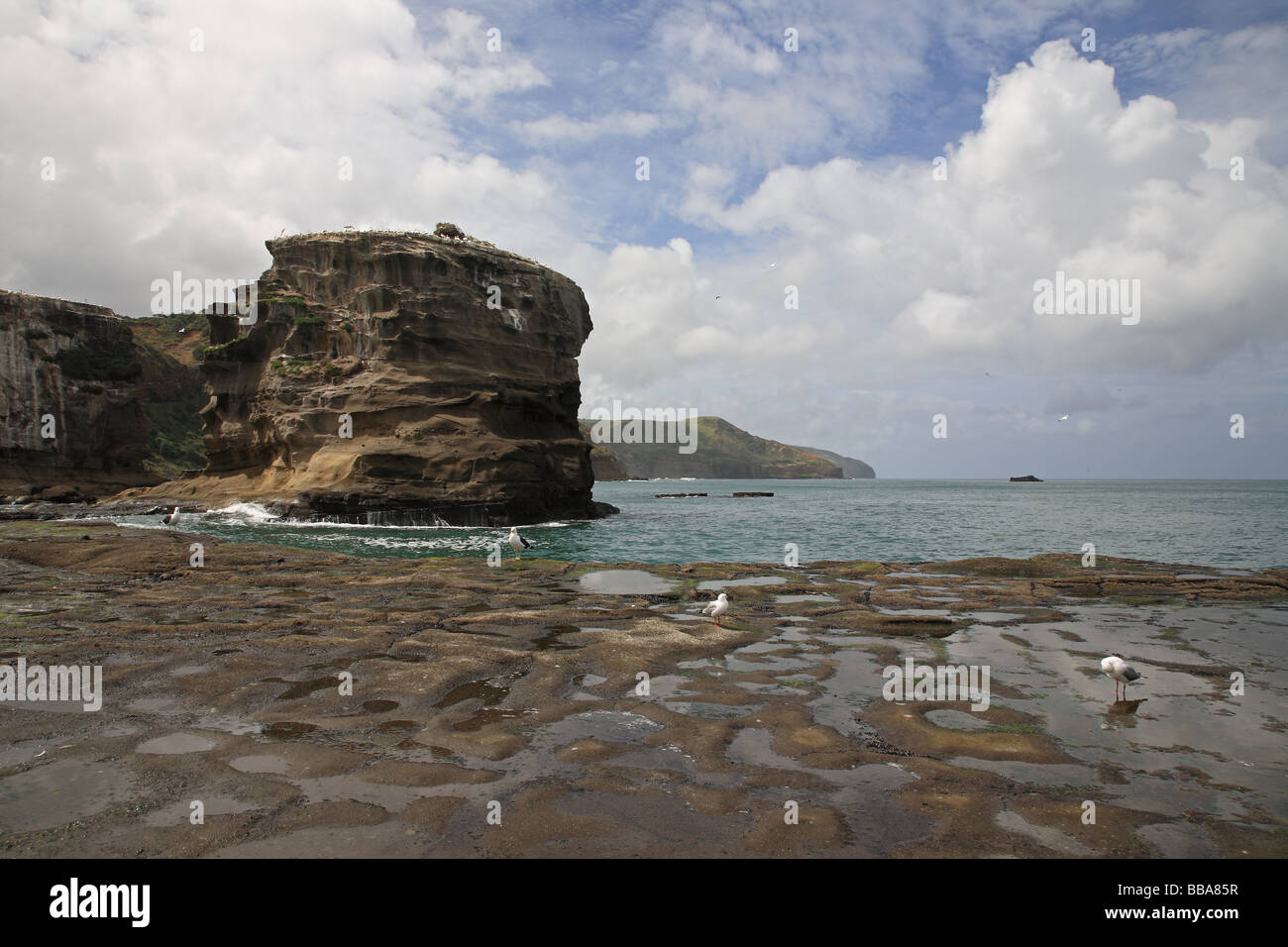 Auckland's rugged west coast, Auckland, New Zeland Stock Photo - Alamy