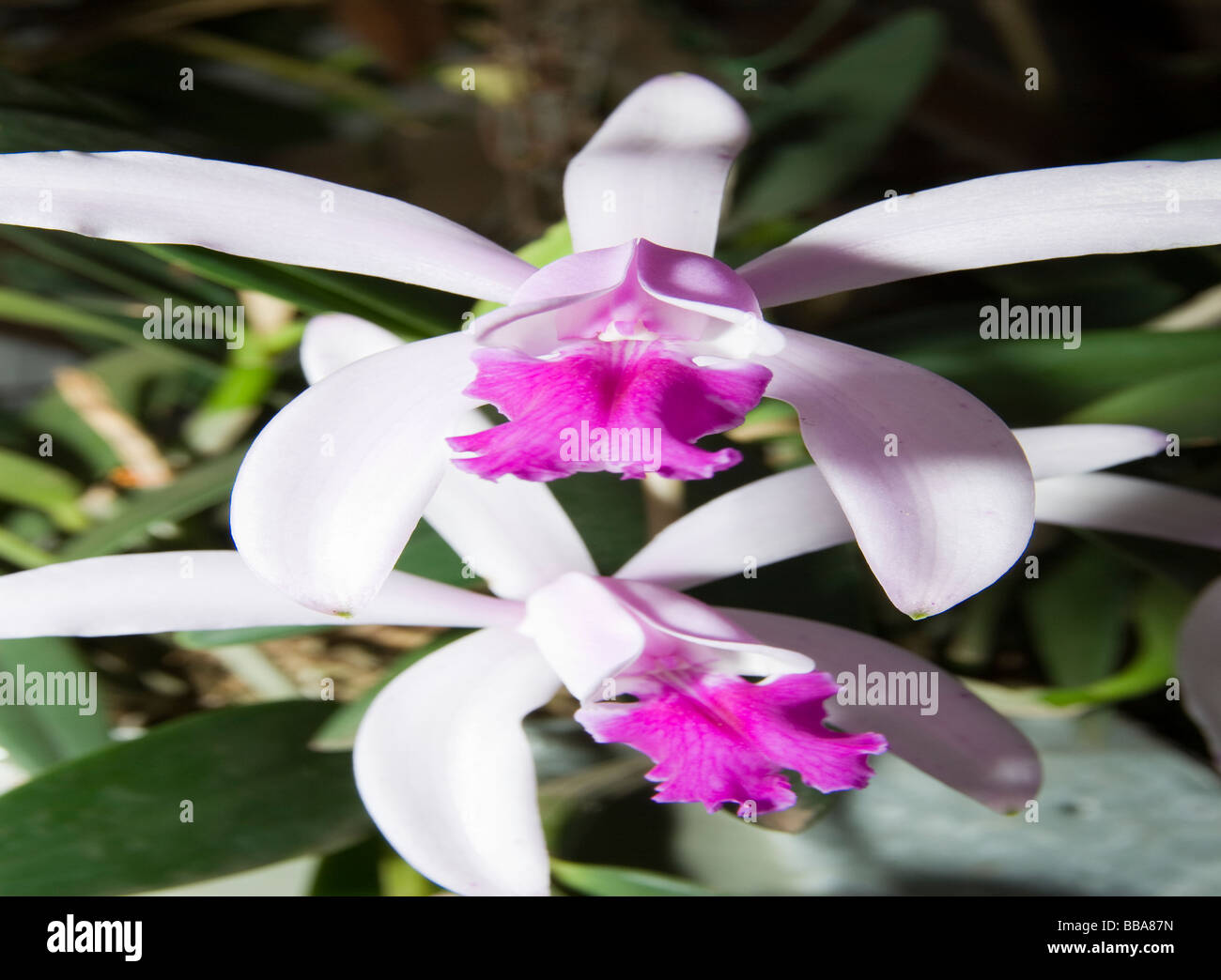 Paraguay.Plants of the Rainforest.Orchids in bloom Stock Photo - Alamy