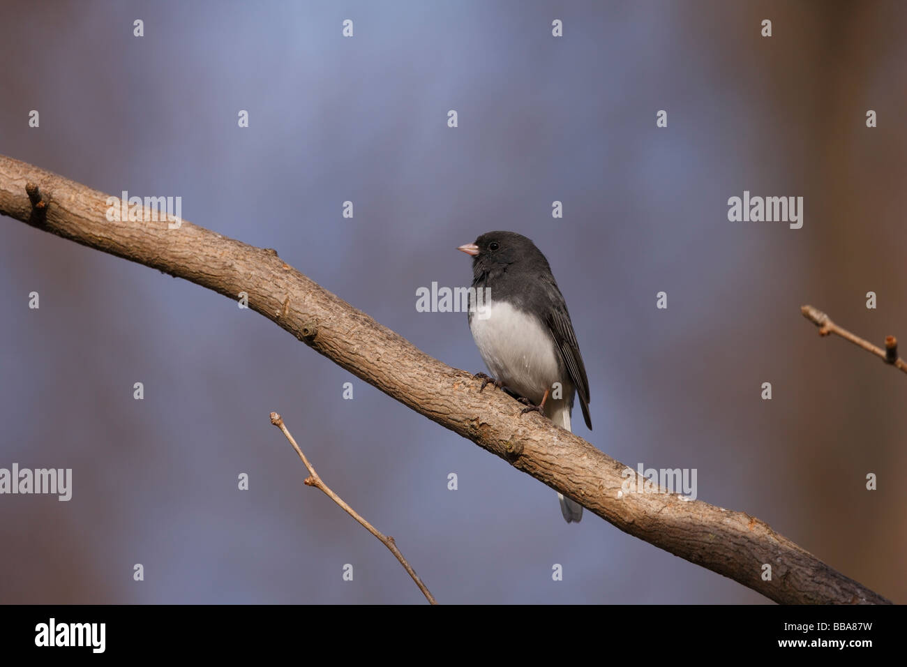 Junco in tree hi-res stock photography and images - Alamy