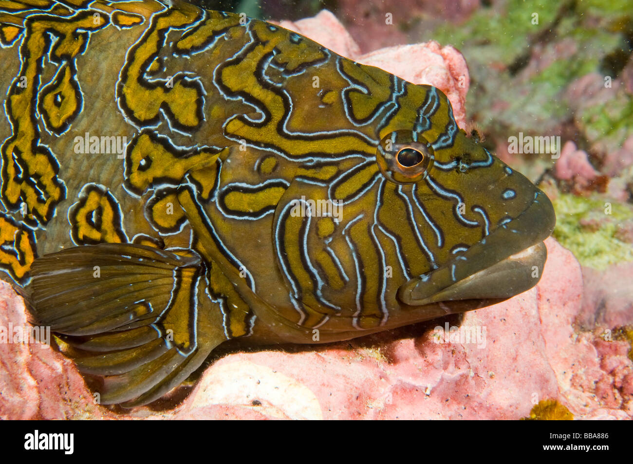 Clipperton island hi-res stock photography and images - Alamy