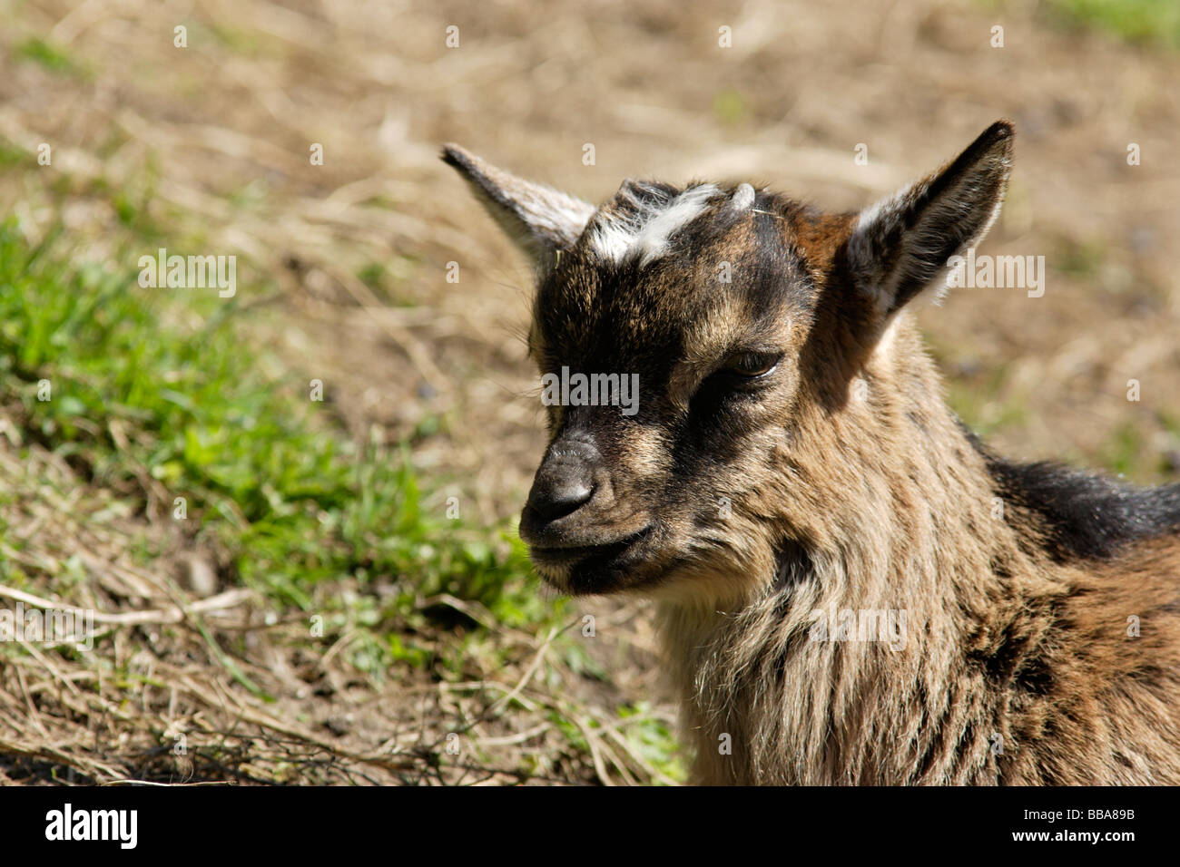Young Goat Portrait Stock Photo - Alamy