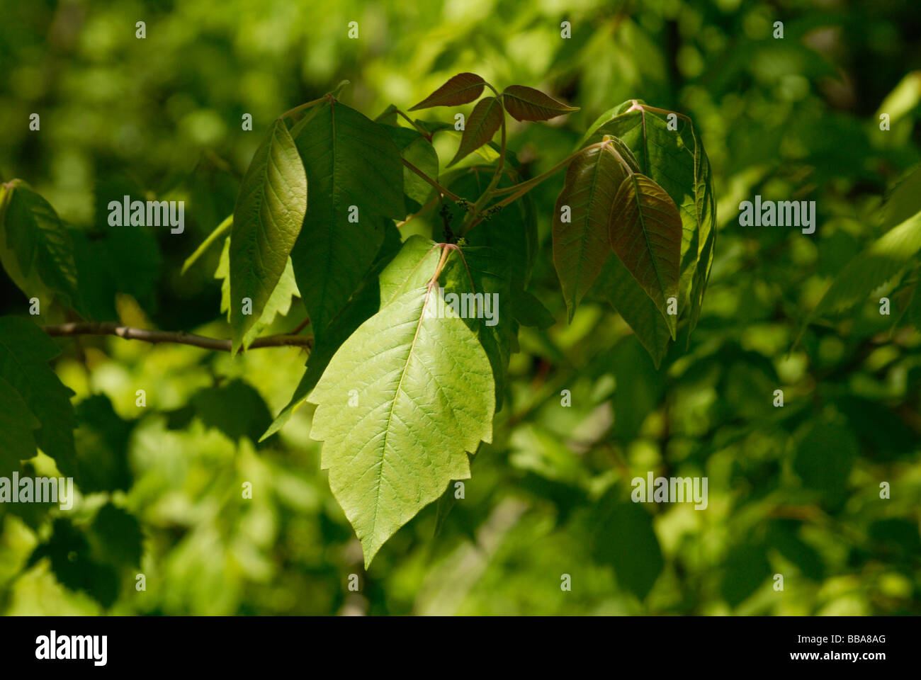 Leaf in sun and shade hi-res stock photography and images - Alamy