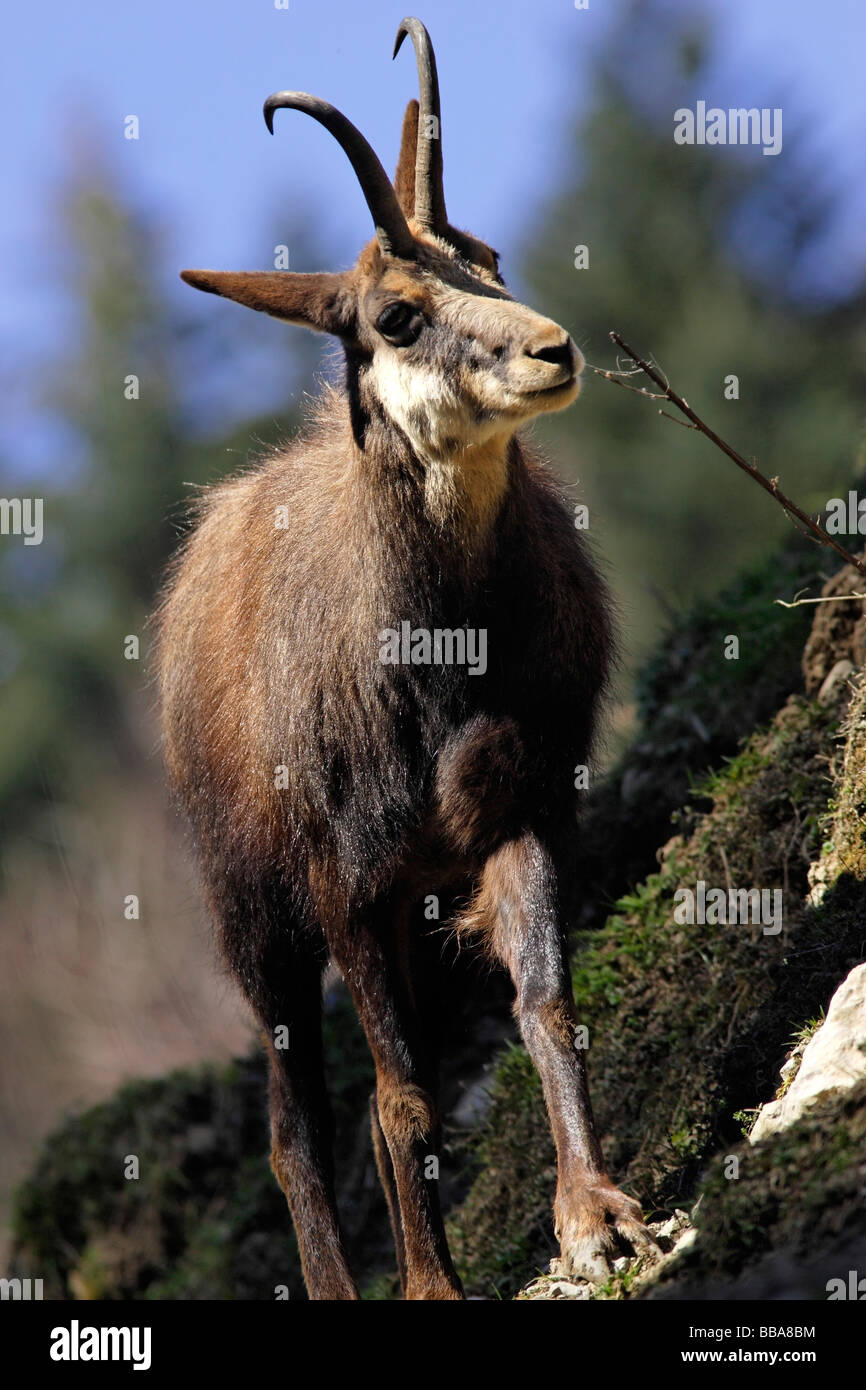Pyrenean hi-res stock photography and images - Alamy