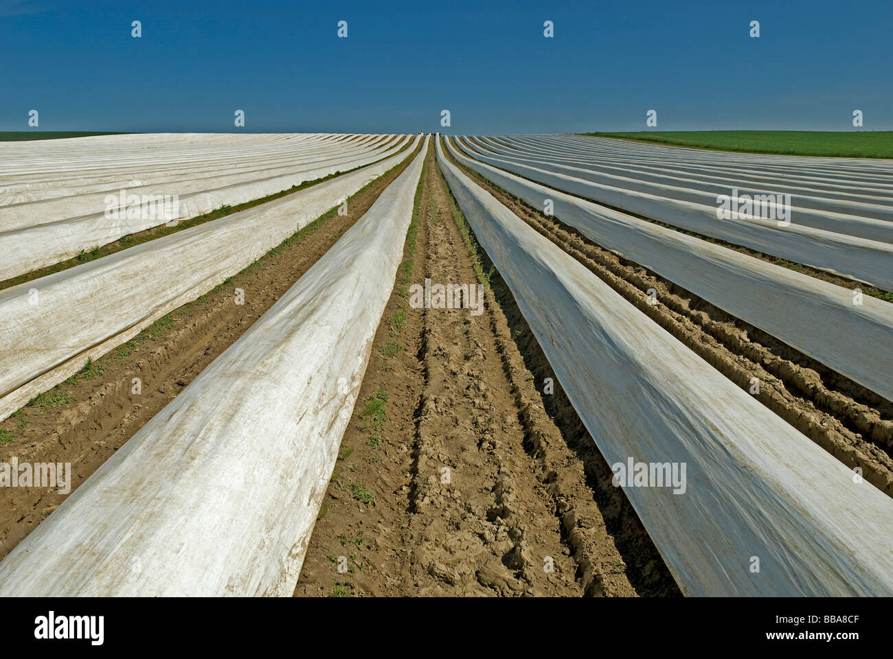 Asparagus fields covered with foil hi-res stock photography and images ...