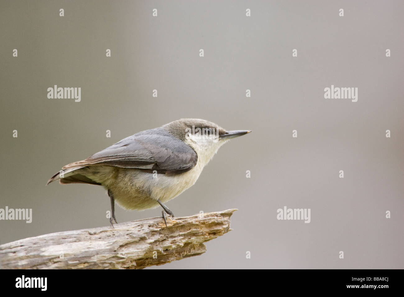 Pygmy nuthatch hi-res stock photography and images - Alamy