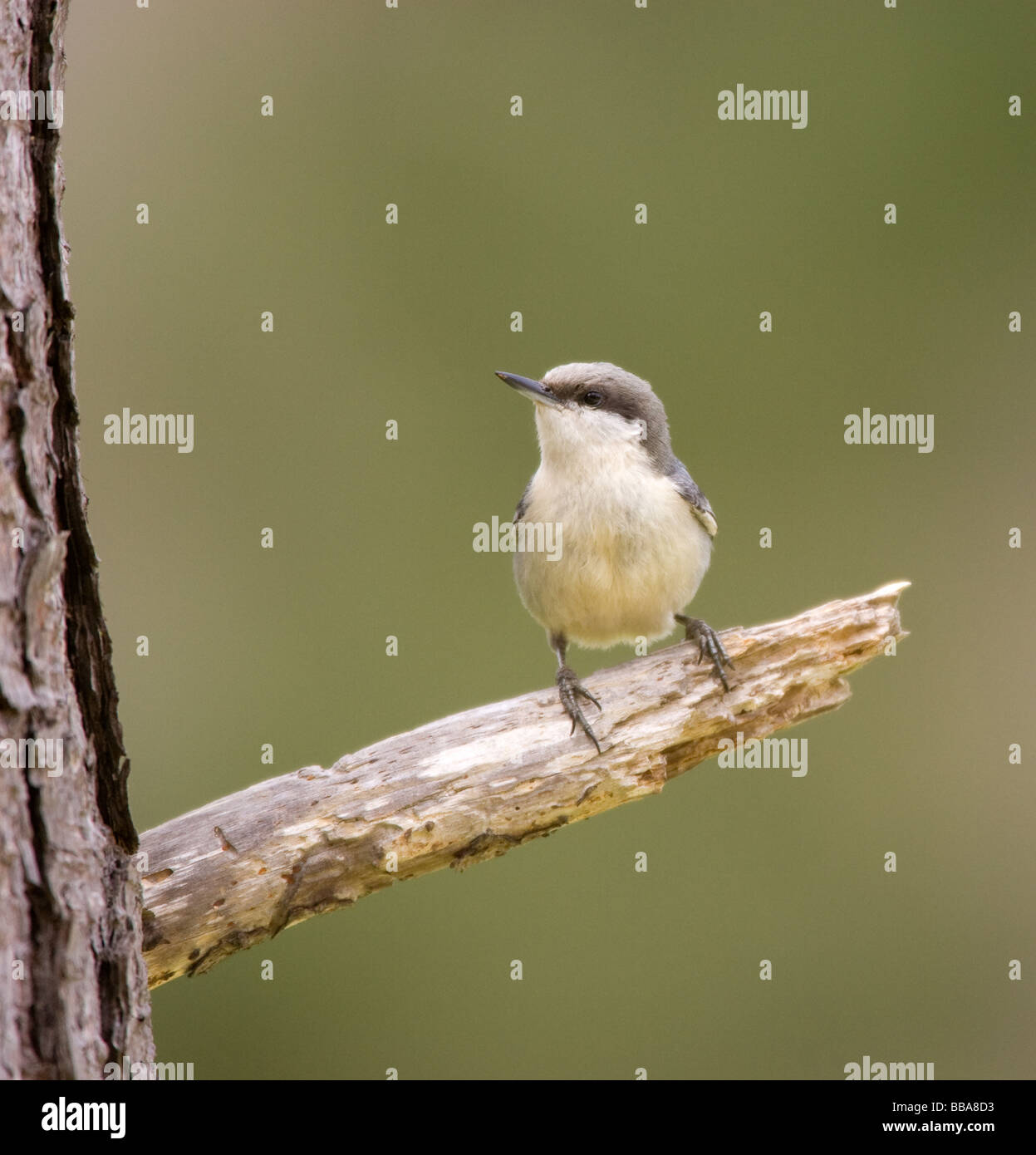 Pygmy nuthatch hi-res stock photography and images - Alamy