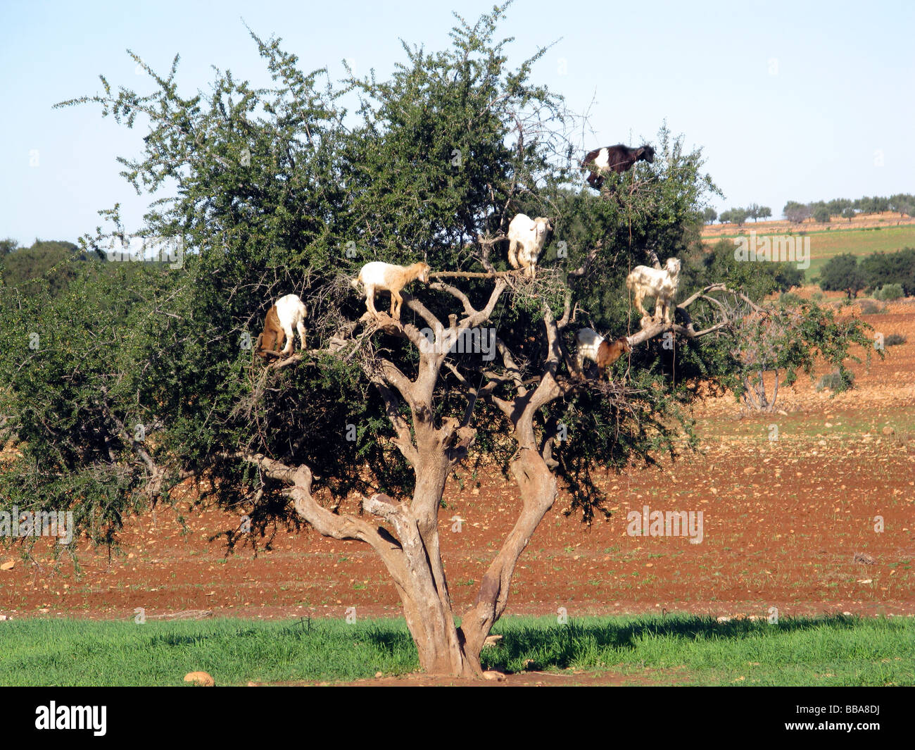 goats on argat tree Stock Photo - Alamy