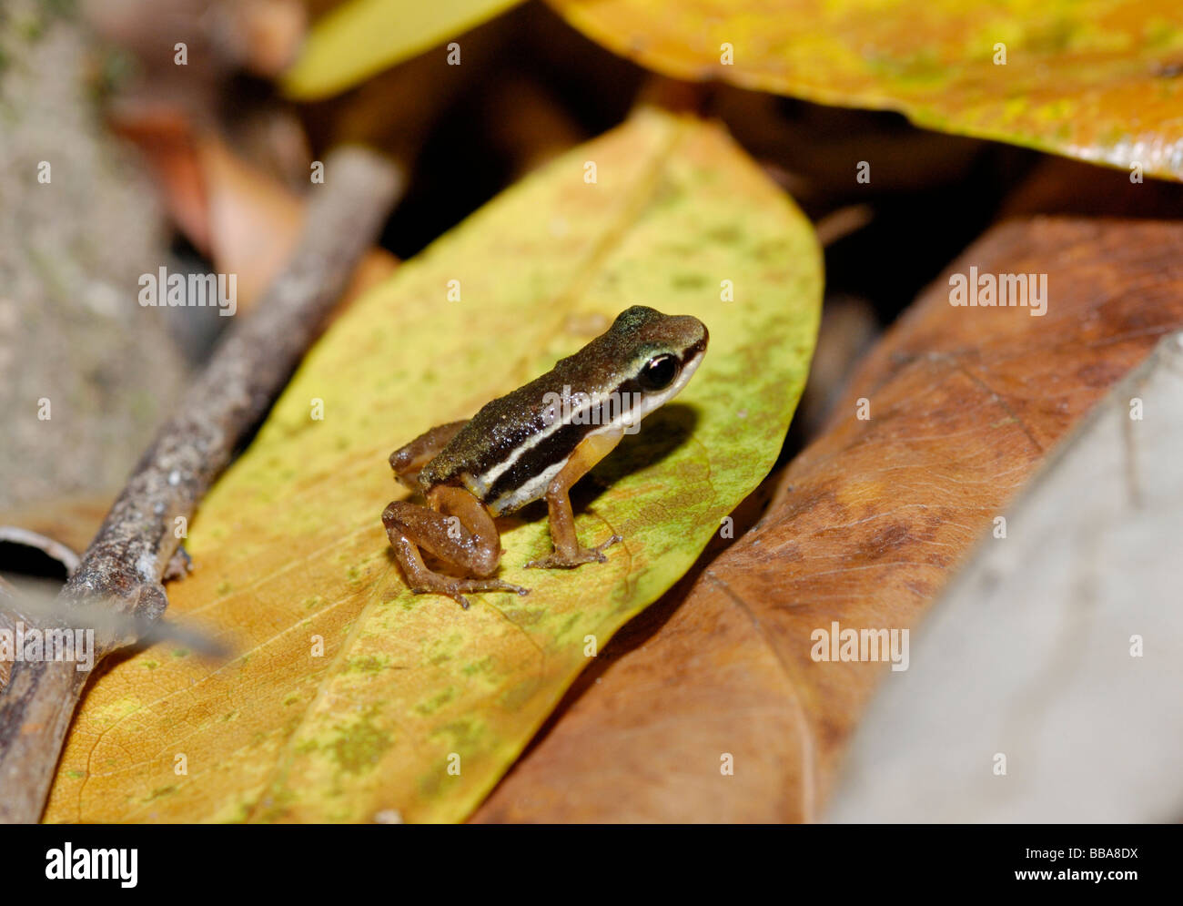 Rocket frog, Colostethus flotator Stock Photo - Alamy