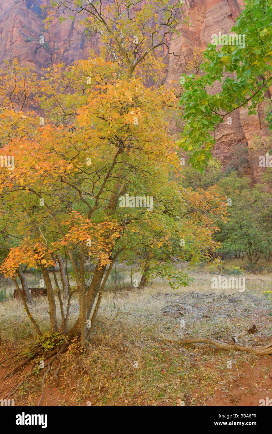 Fall foliage colors against canyon wall in Zion canyon national park ...