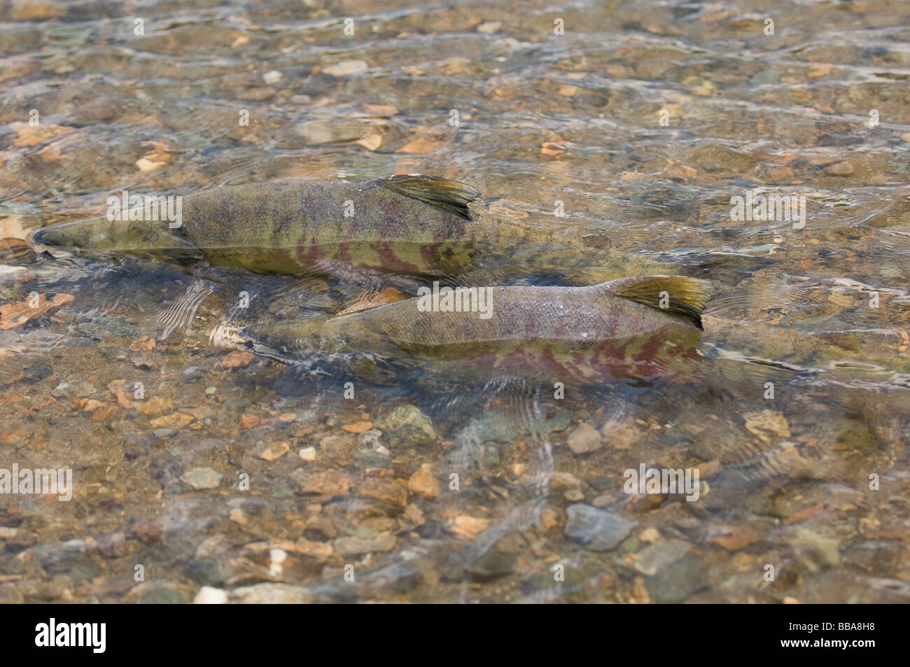 Chum salmon hi-res stock photography and images - Alamy