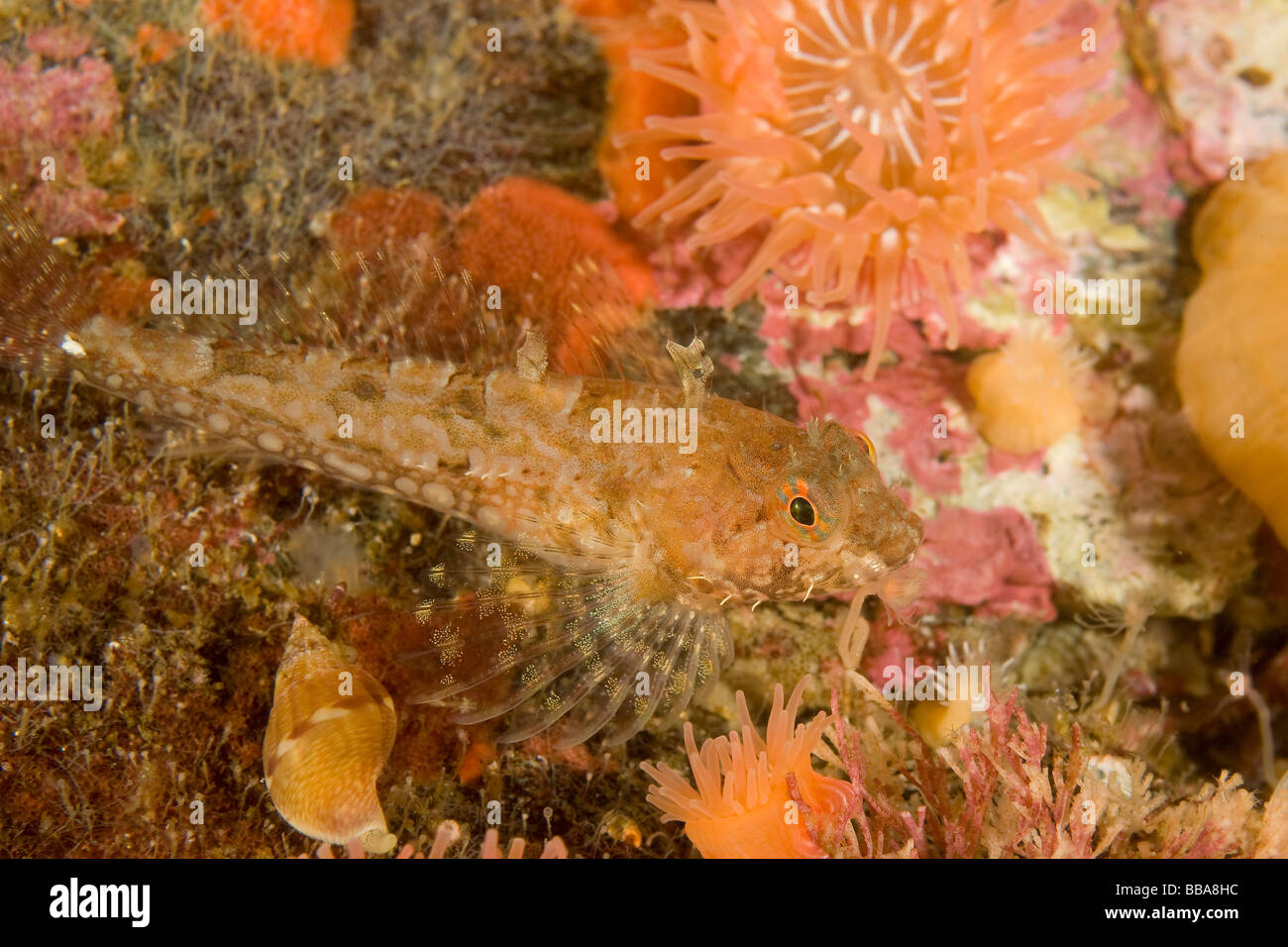 Sculpin Southeast Alaska Stock Photo - Alamy
