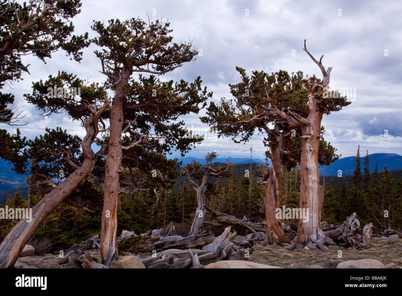 Contorted Pine Trees Stock Photo - Alamy
