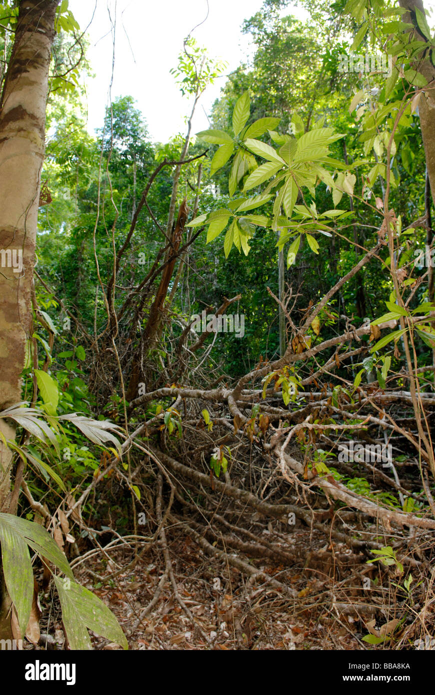 Rainforest Clearing High Resolution Stock Photography and Images - Alamy