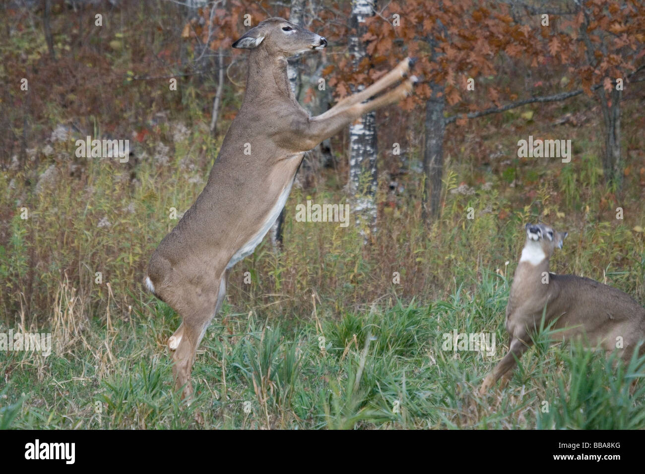 White-tailed deer fighting Stock Photo - Alamy