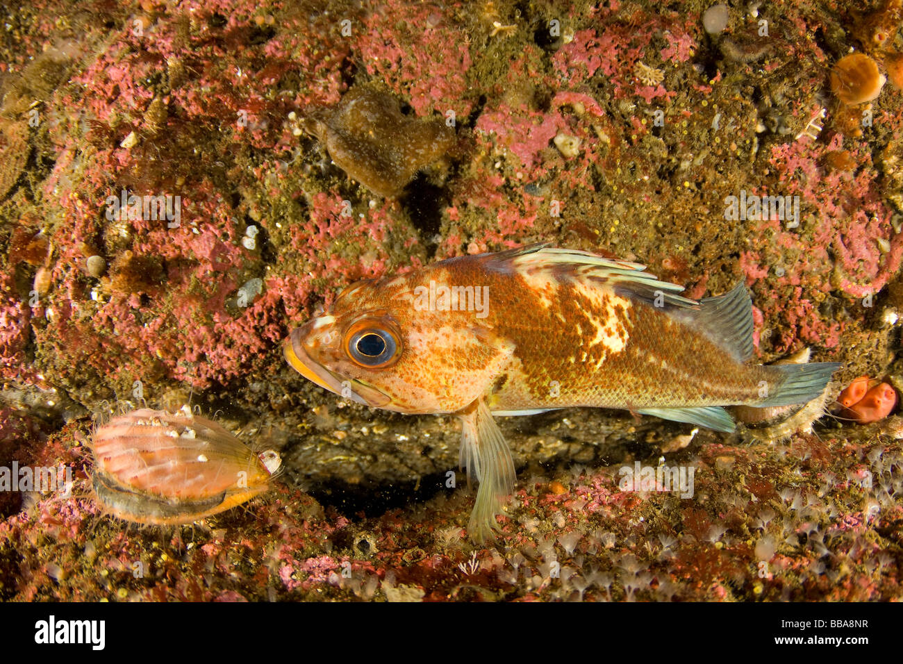 Qullback Rockfish Sebastes maliger Southeast Alaska Stock Photo - Alamy
