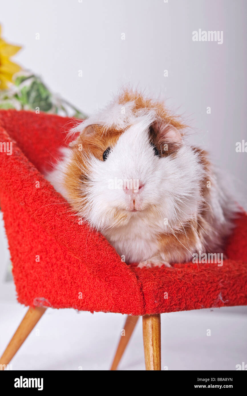 Guinea pig on a chair Stock Photo - Alamy