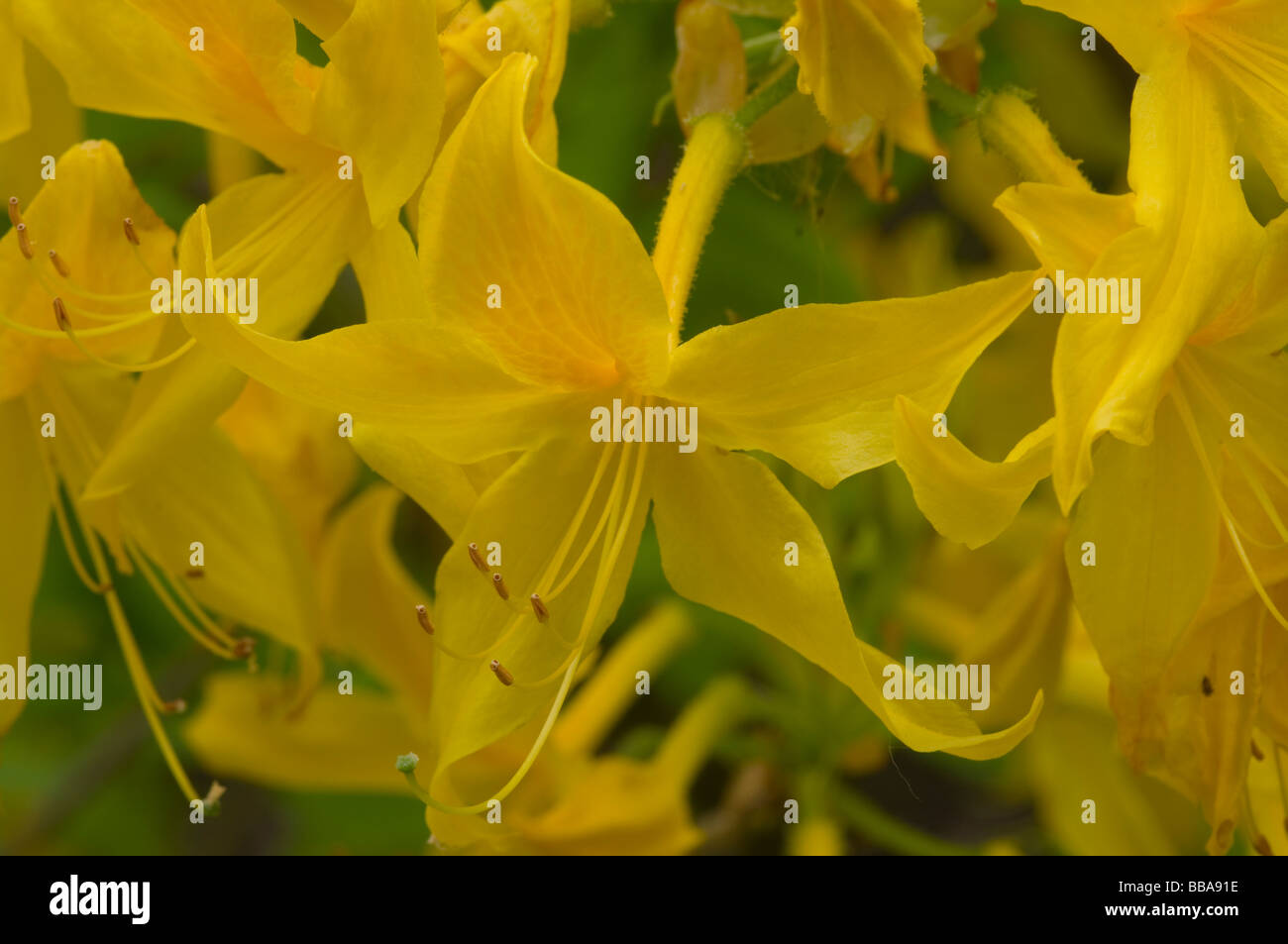 Azalea Rhododendron Luteum High Resolution Stock Photography and Images ...