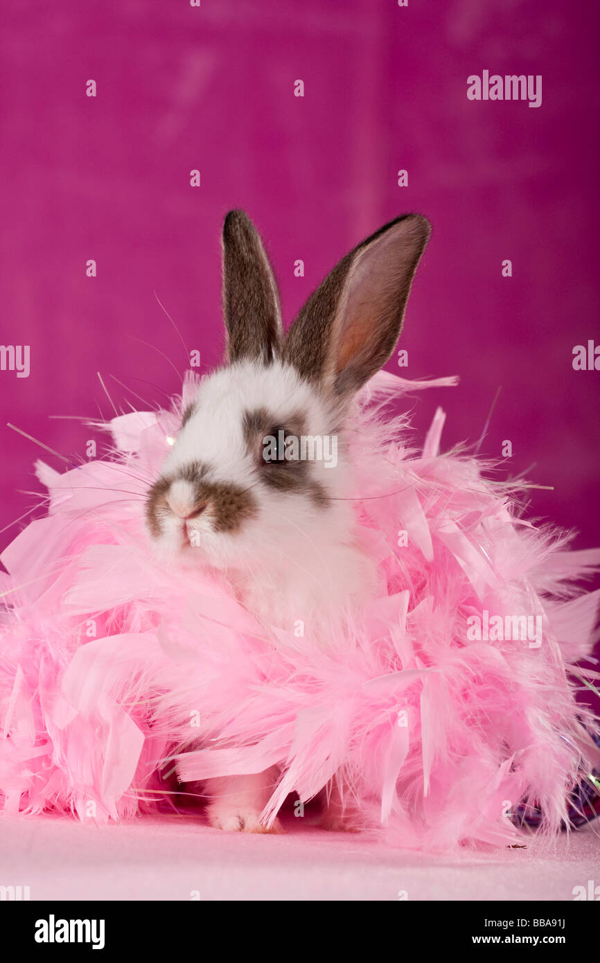 Rabbit wrapped in a pink feather boa Stock Photo - Alamy