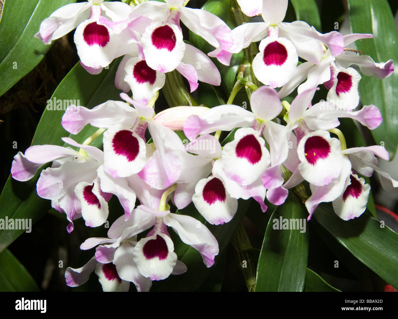 Paraguay.Plants of the Rainforest.Orchids in bloom Stock Photo - Alamy