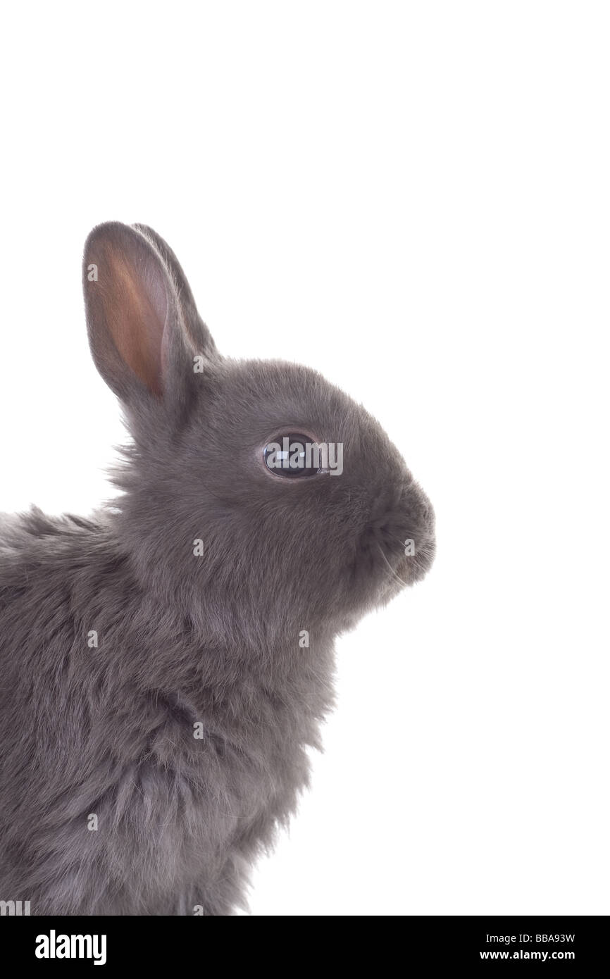 grey bunny portrait isolated Stock Photo - Alamy
