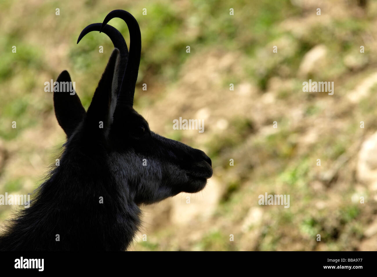 Pyrenean chamois hi-res stock photography and images - Alamy