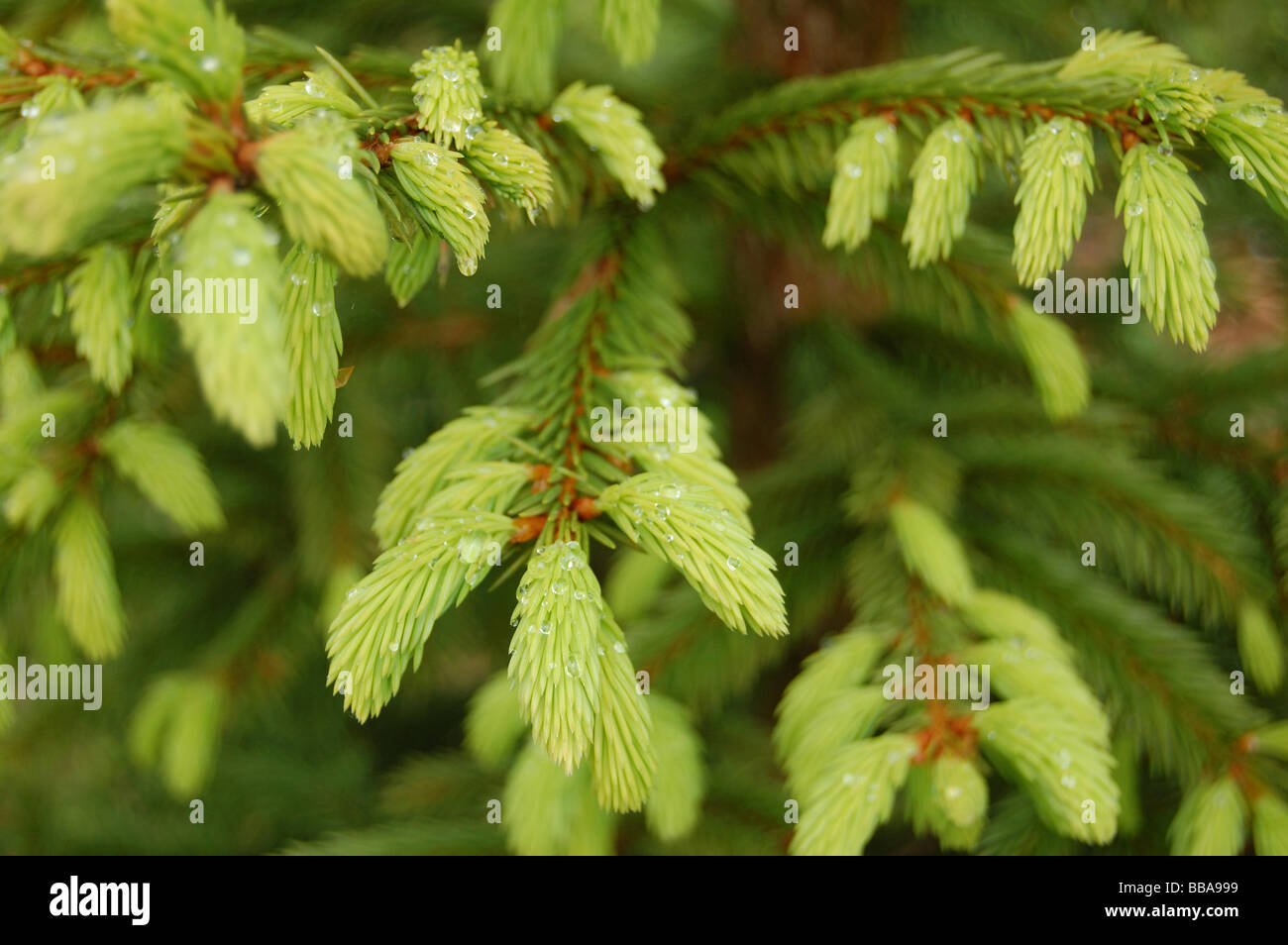 new growth on a fir tree Stock Photo - Alamy