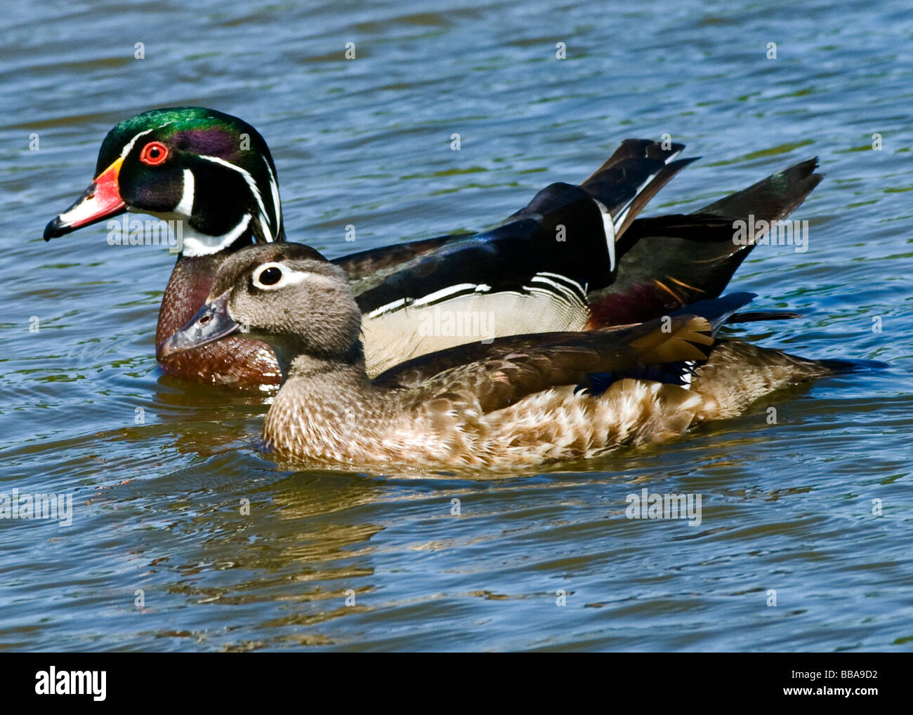 Wood ducks hi-res stock photography and images - Alamy