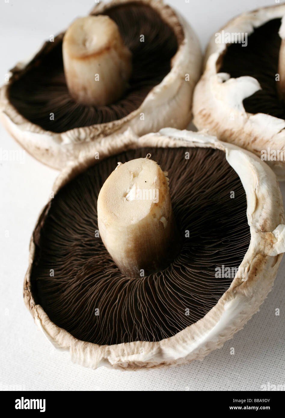 A field mushroom Stock Photo - Alamy