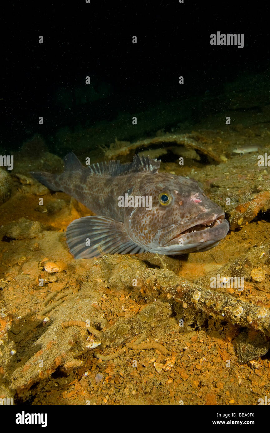 Lingcod Ophiodon elongatus on the shipwreck of the Sophia Southeast ...