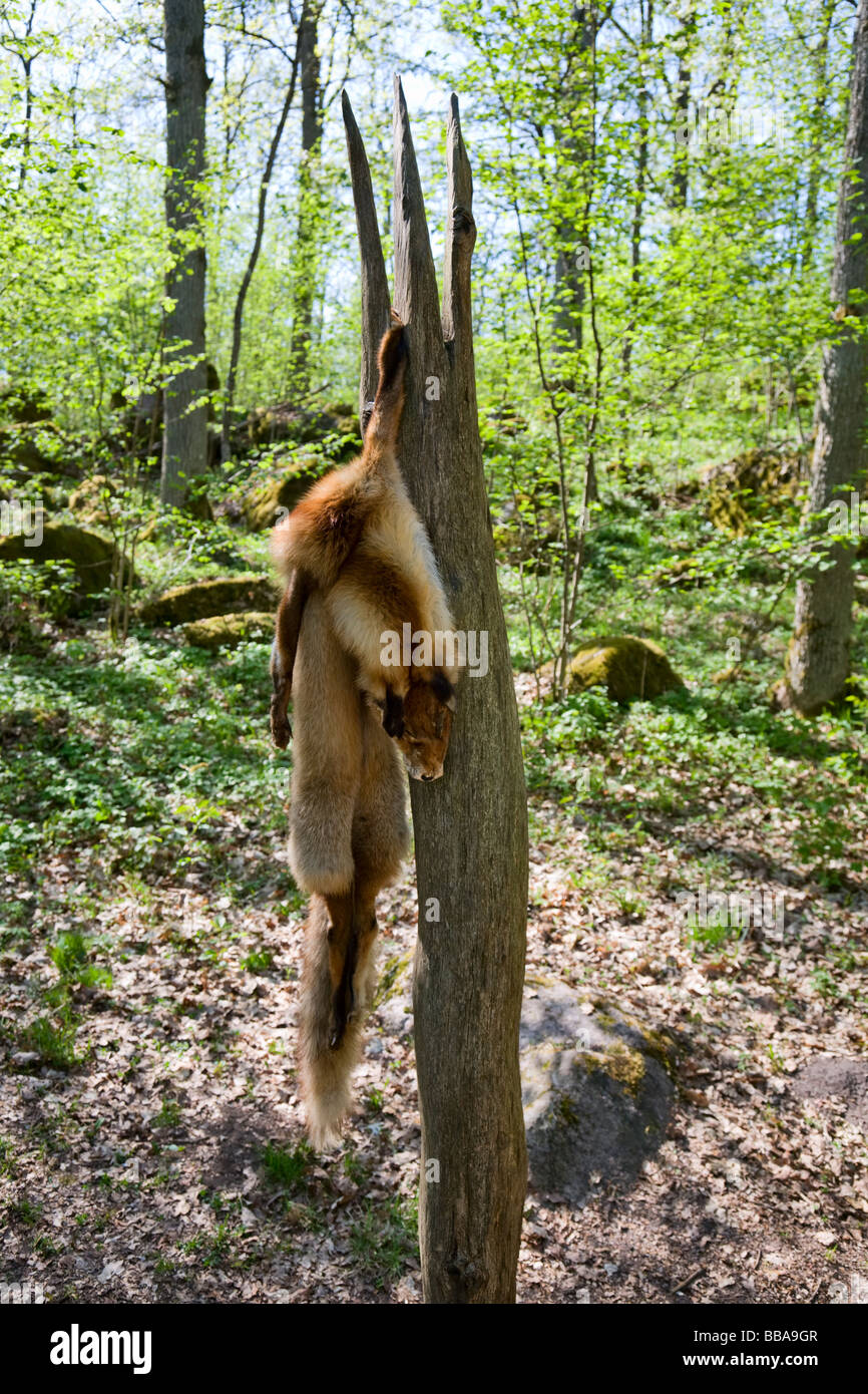 Red fox fur hanging on a tree trunk after fox hunting Stock Photo - Alamy
