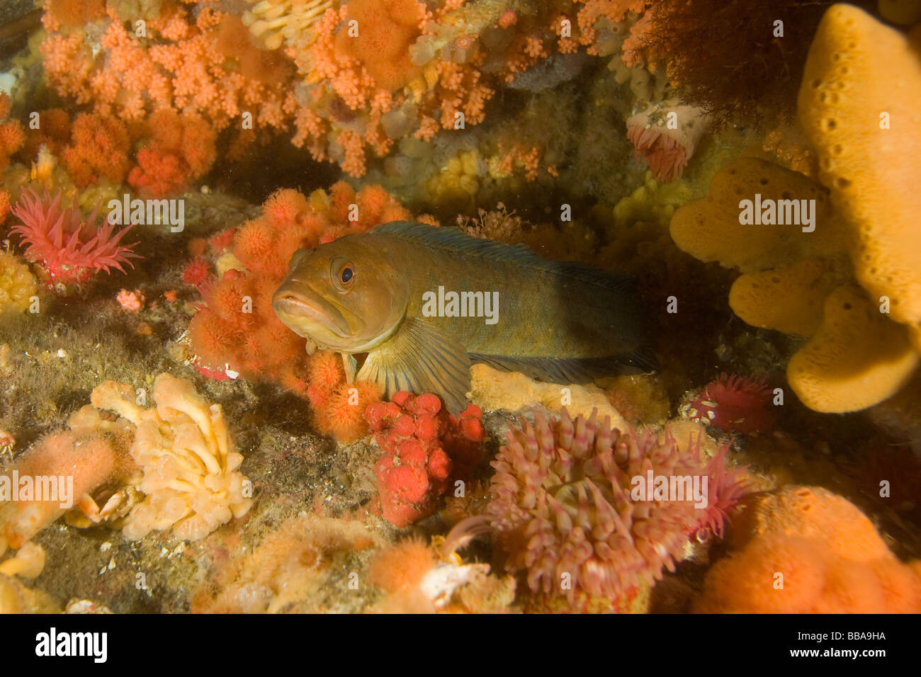 Alaska Ronquil Bathymaster caeruleofasciatus on reef in Southeast ...