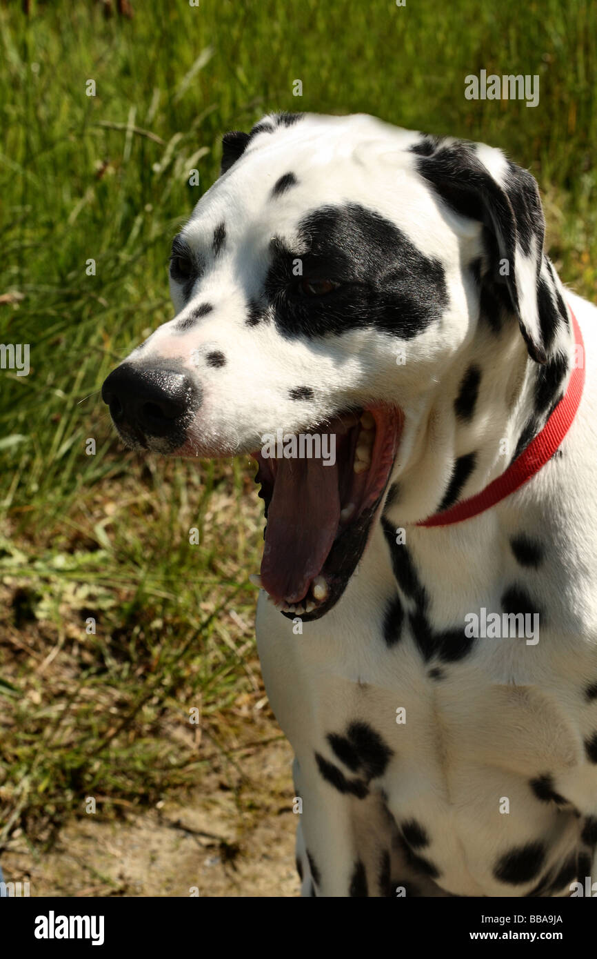 101 dalmatians hi-res stock photography and images - Alamy