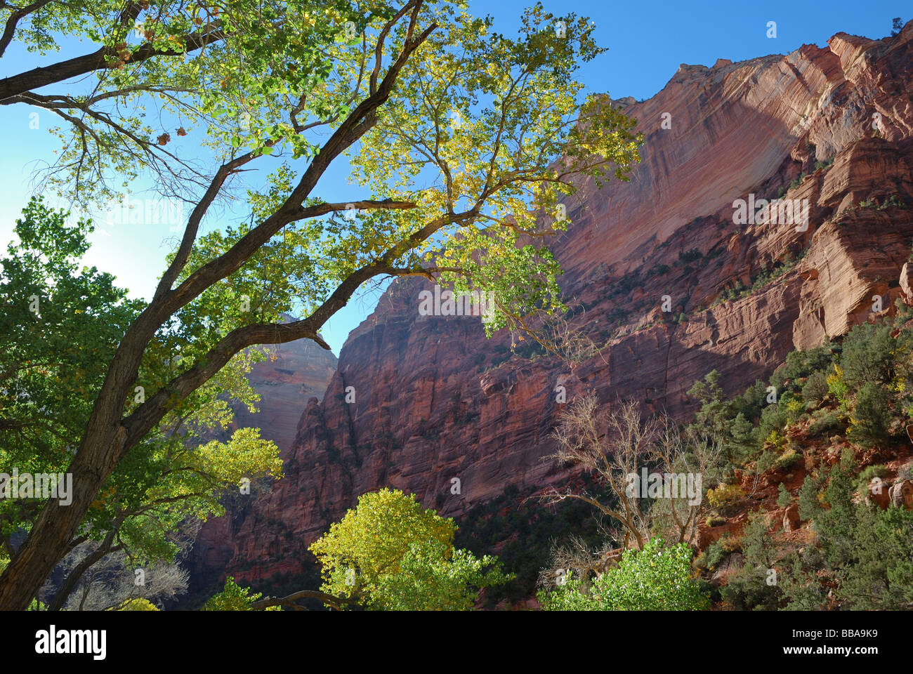 Backlit fall foliage in Zion canyon national park Utah Stock Photo - Alamy
