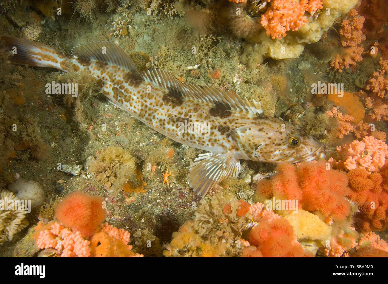 Lingcod Ophiodon elongatus on reef in Southeast Alaska Stock Photo - Alamy