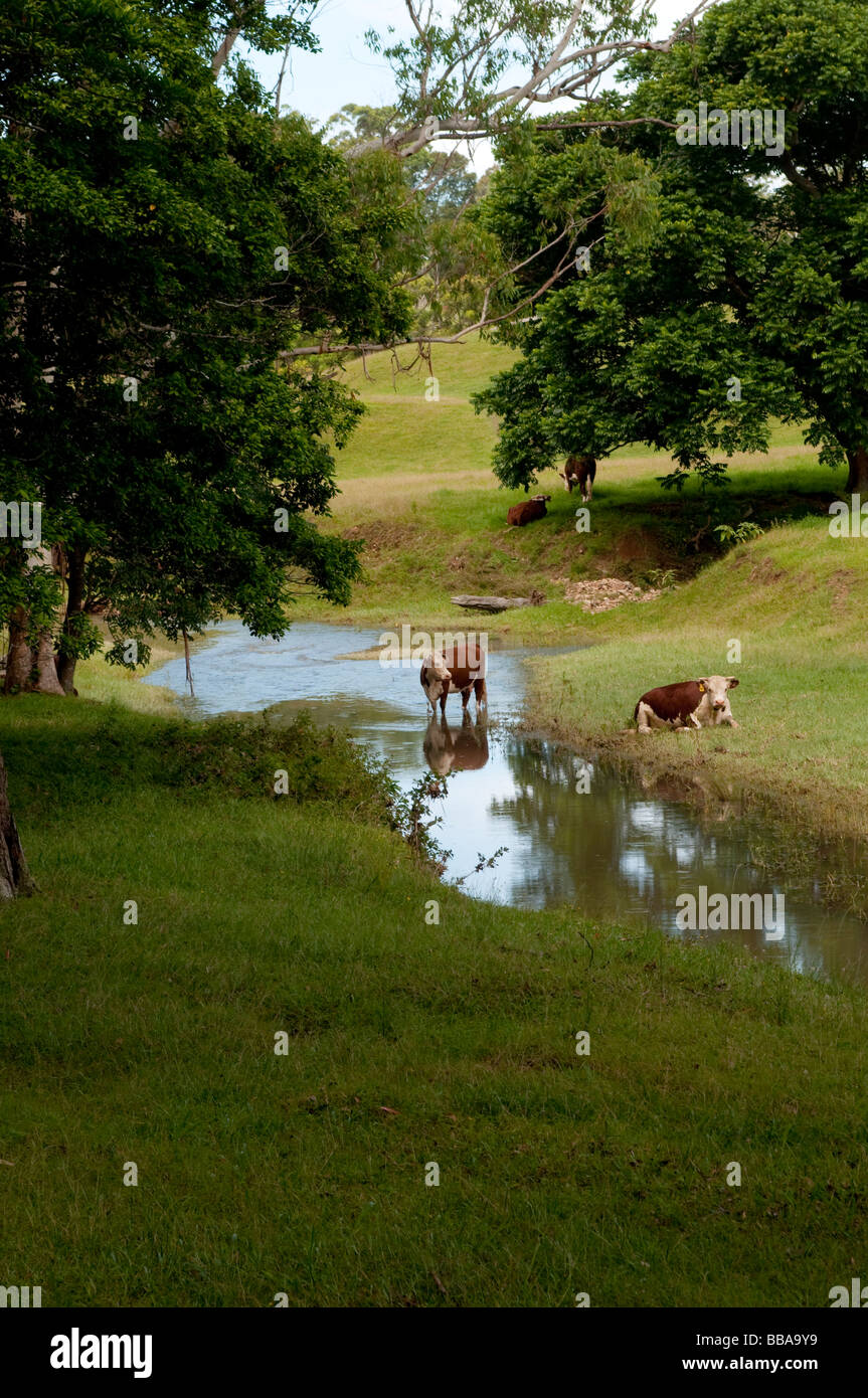 Pastoral scene in the Inland countryside of Coffs Harbour region NSW ...