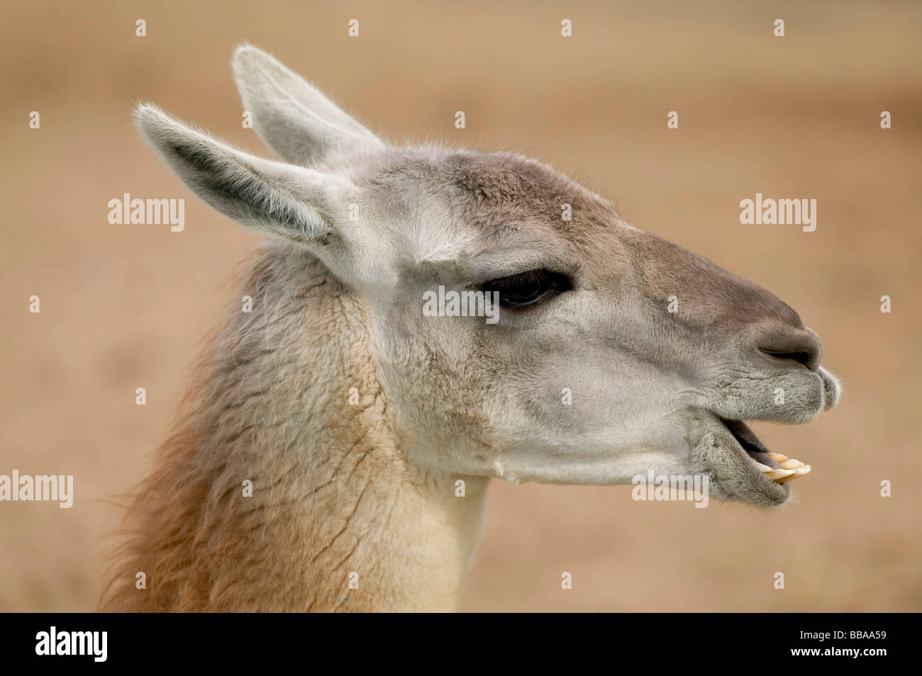 Profile llama animal head hi-res stock photography and images - Alamy