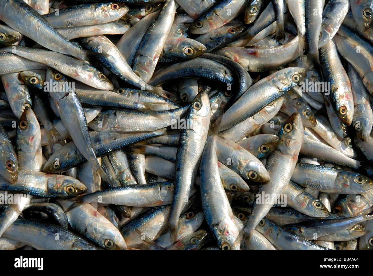 South East Asia Fish High Resolution Stock Photography and Images - Alamy